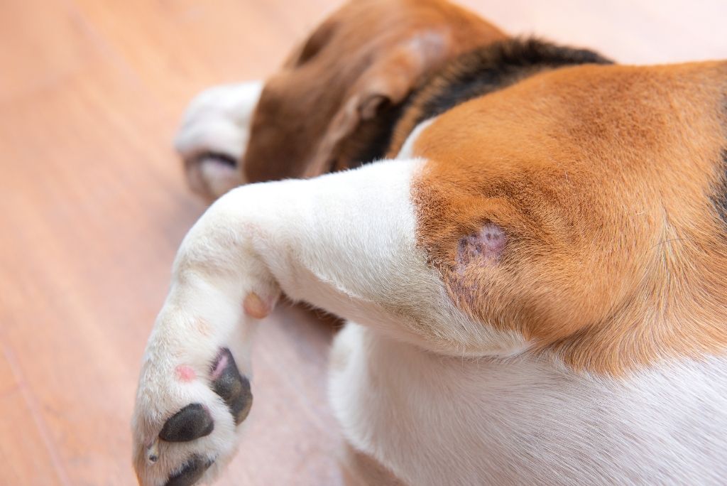What Are Dog Elbow Calluses And How To Prevent Them HelpingFido what-are-dog-elbow-calluses-and-how-to-prevent-them-helpingfido
